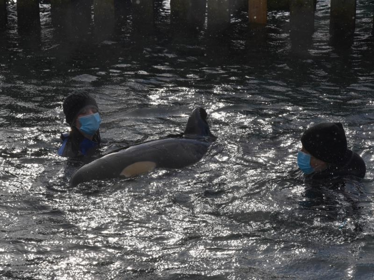 Beached baby orca sparks NZ whale hunt