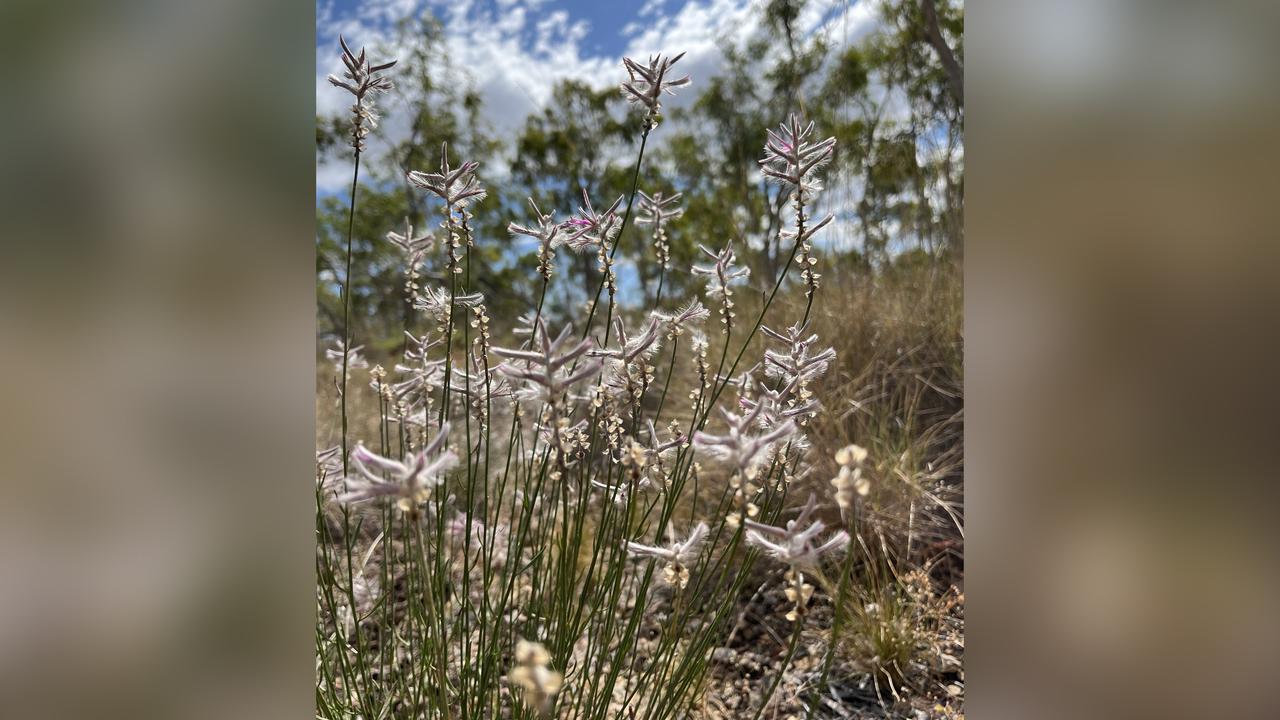 Citizen scientist discovers 'extinct' native plant