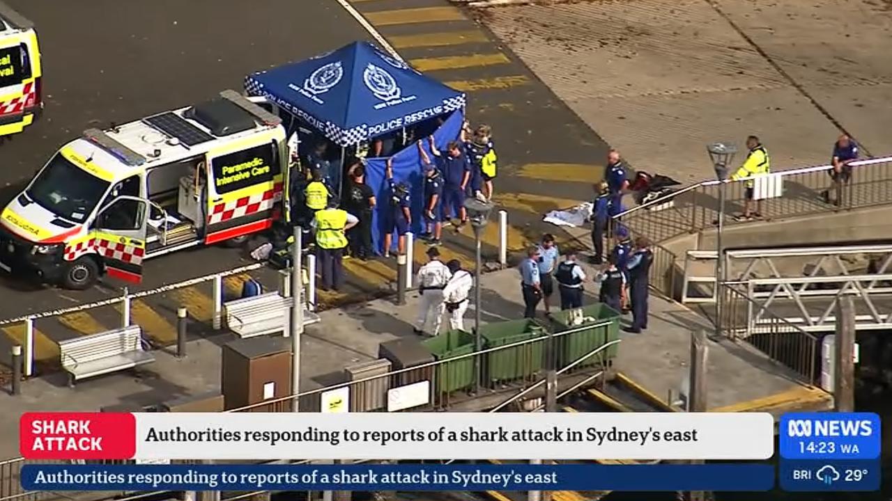 Boy in critical condition after attack by 'large shark'