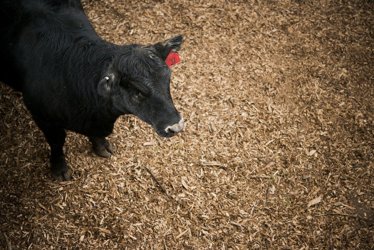 Wal-Mart Upgrades to Angus Beef as Grocery Competition…