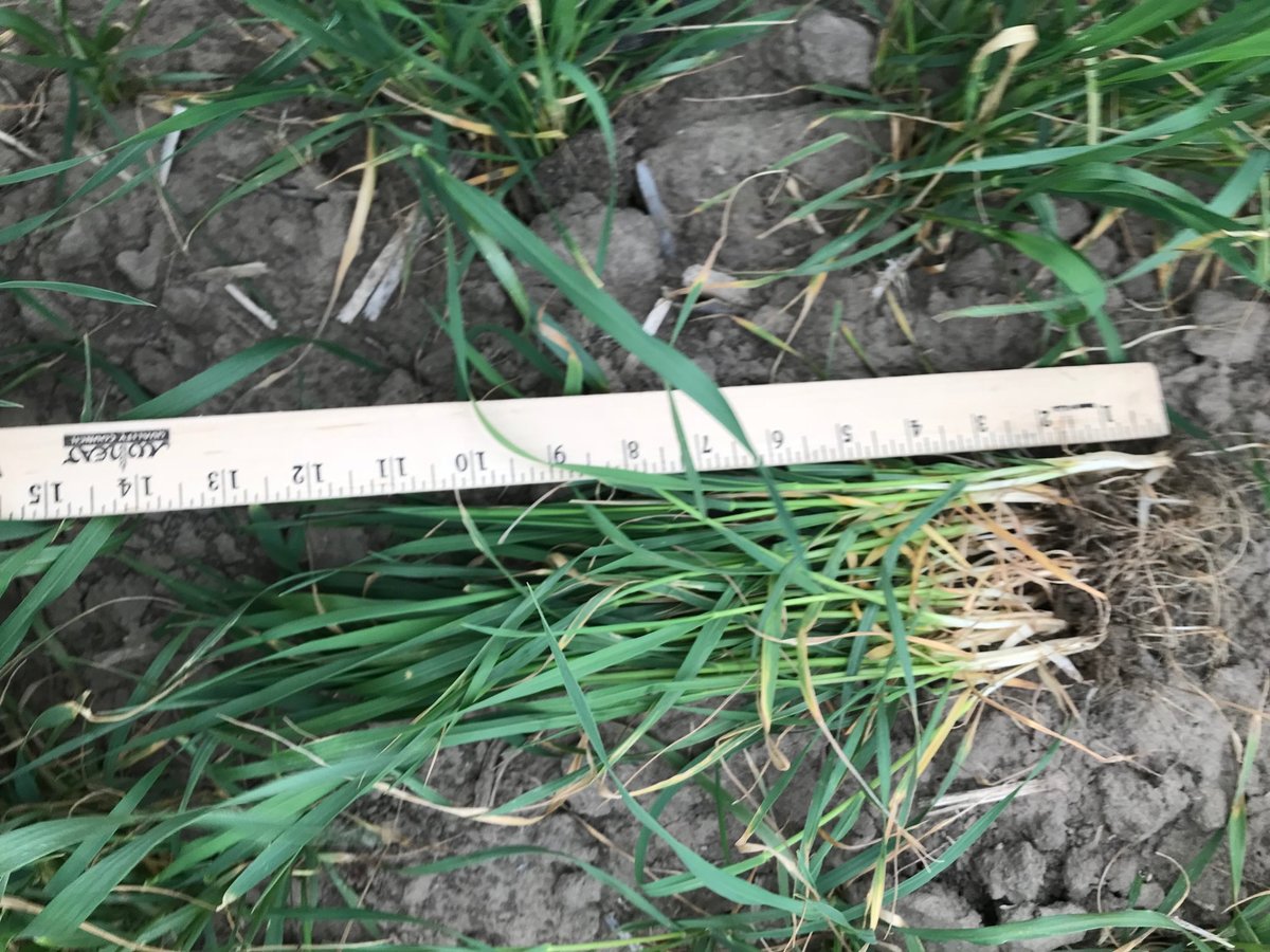 Wheat Tour Finds Stunted Crops on Trek in Drought-Hit…