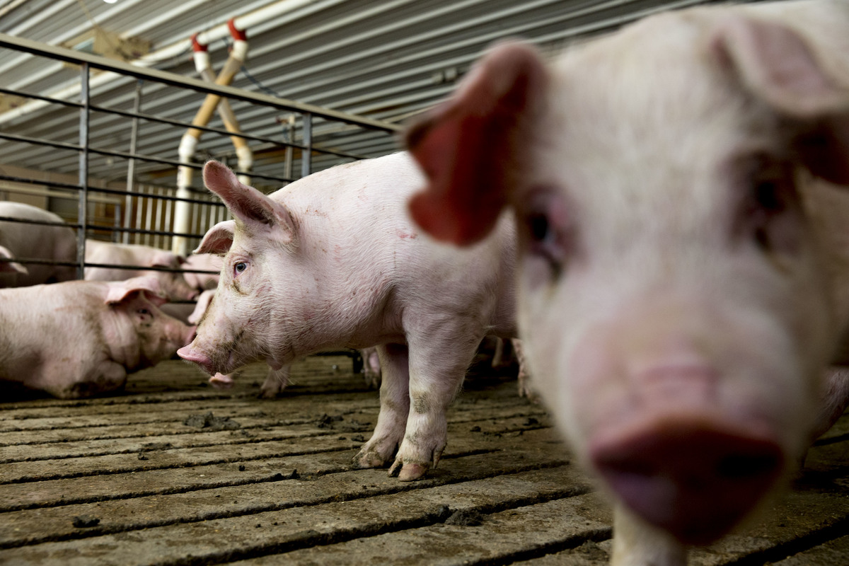Deadly Pig Disease Spreads to South of Main Philippine…