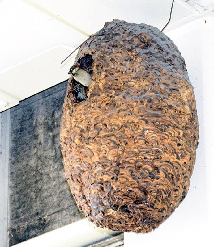 Birds take over empty hornets' hive in Japan factory