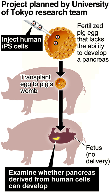 Researchers to use iPS cells to make human pancreases…