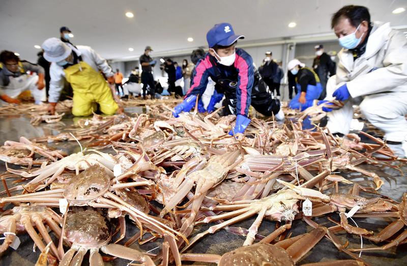 Snow crab fishing season starts in Sea of Japan